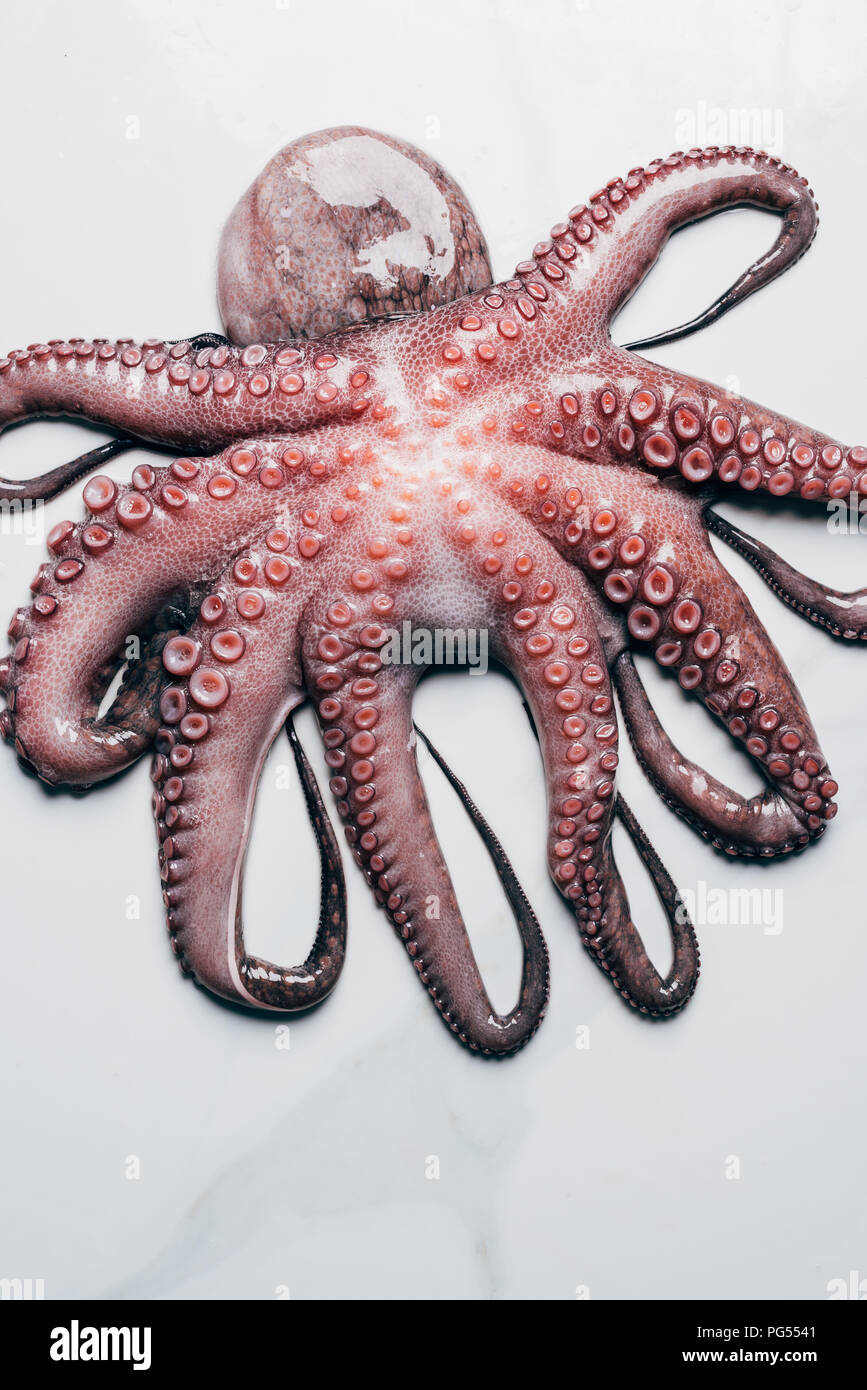 top view of big octopus on light marble surface Stock Photo - Alamy