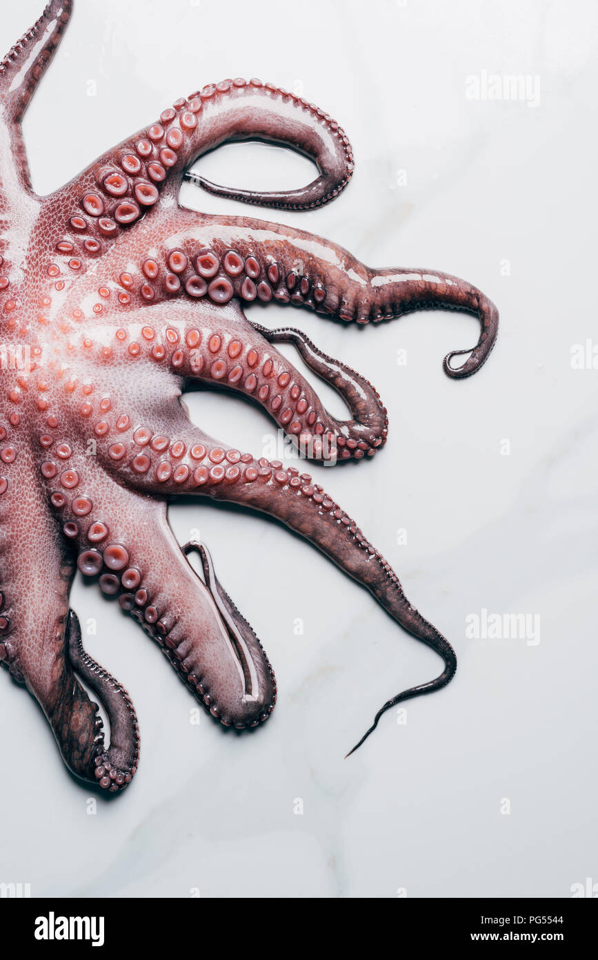 top view of raw octopus on light marble surface Stock Photo - Alamy