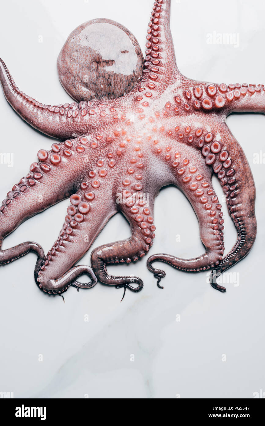 top view of big octopus on light marble surface Stock Photo - Alamy