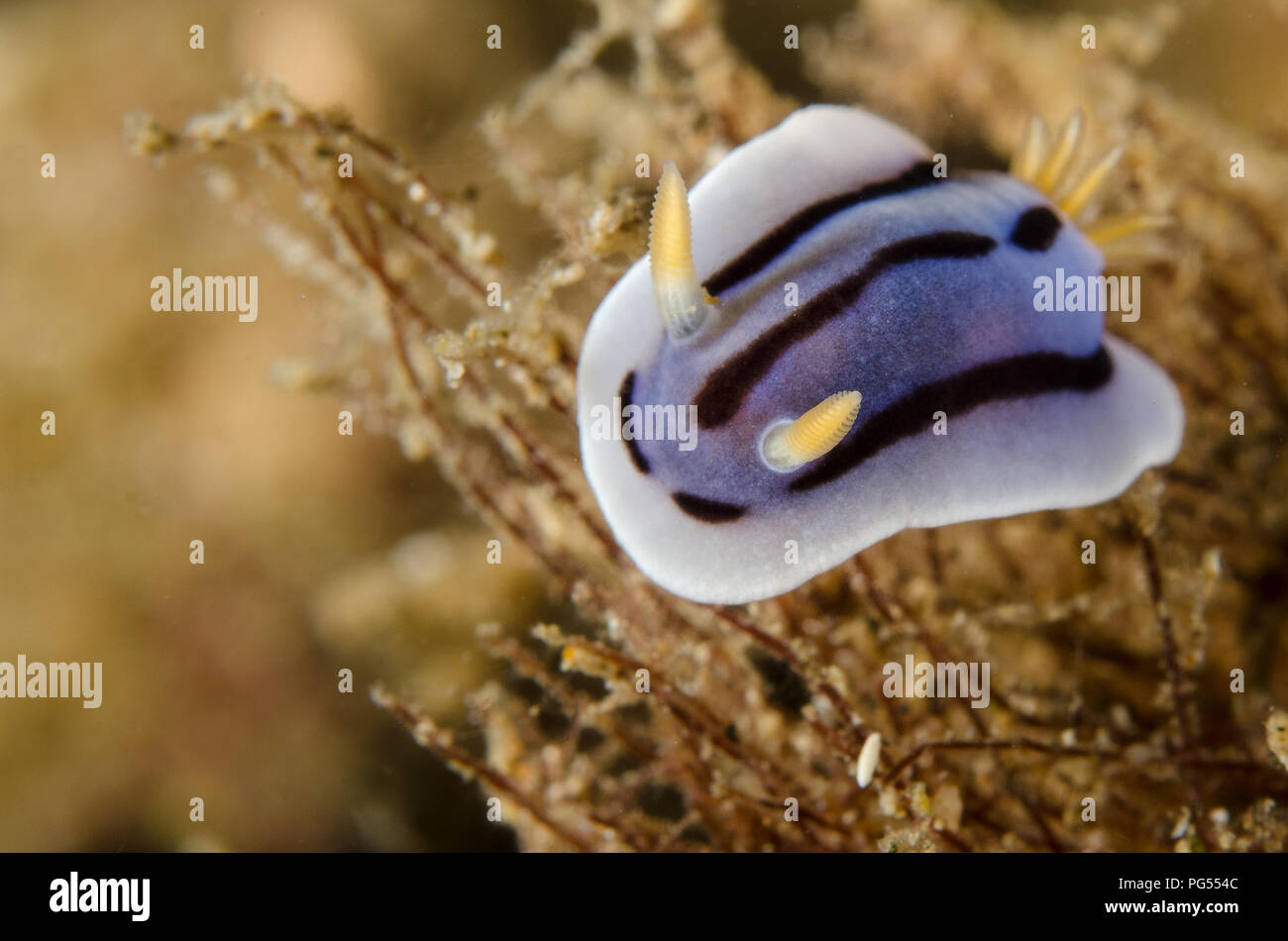 Sea Slug, Chromodoris lochi, Chromodorididae, Anilao, Batangas ...