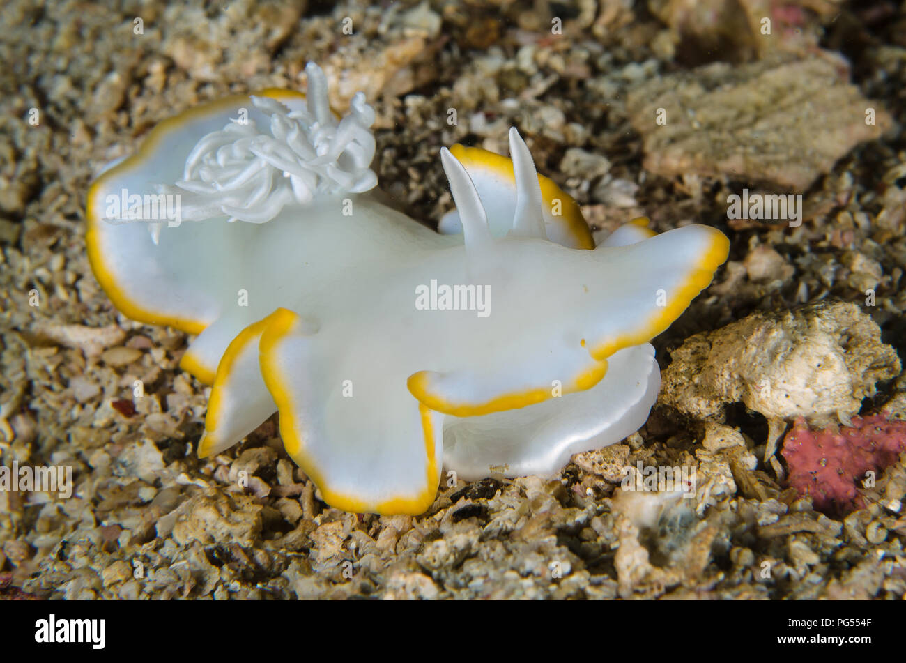 Sea Slug, Ardeadoris egretta, Discodorididae, Anilao, Batangas ...