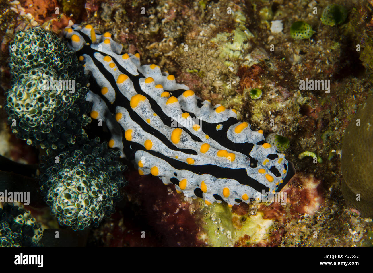 Sea Slug, Phyllidia varicosa, Phyllidiidae, Anilao, Batangas ...