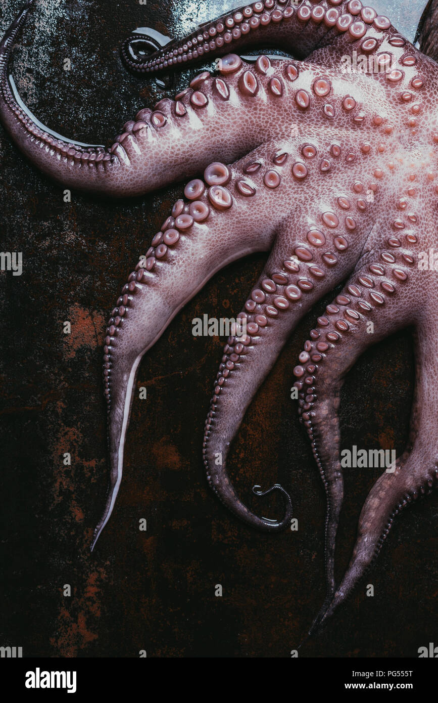 top view of big raw octopus tentacles on rusty metal surface Stock ...