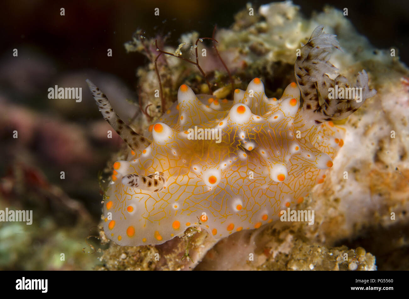 Sea Slug, Halgerda batangas, Discodorididae, Anilao, Batangas ...