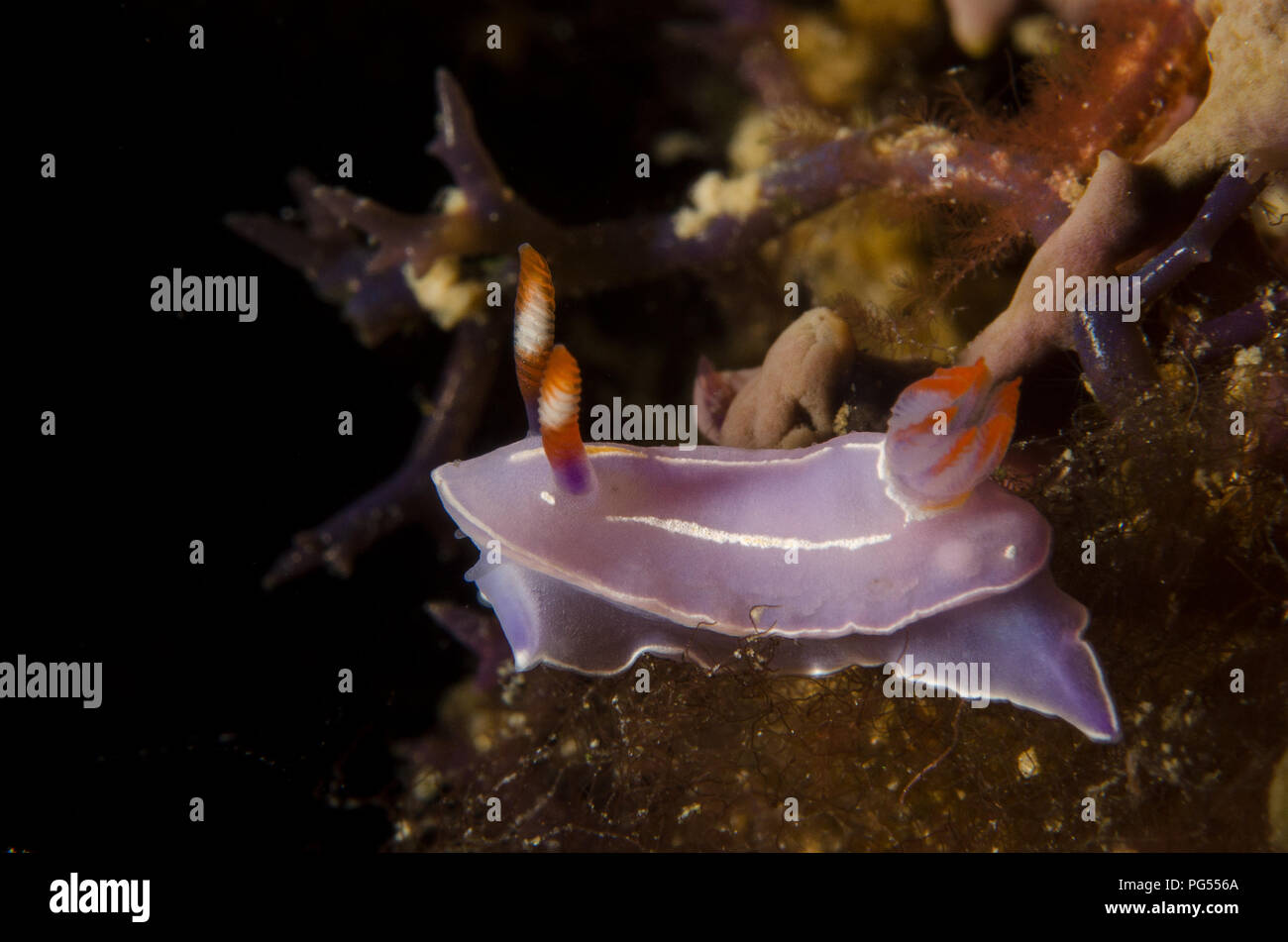 Sea Slug, Mexichromis trilineata, Chromodoriidae, Anilao, Batangas ...