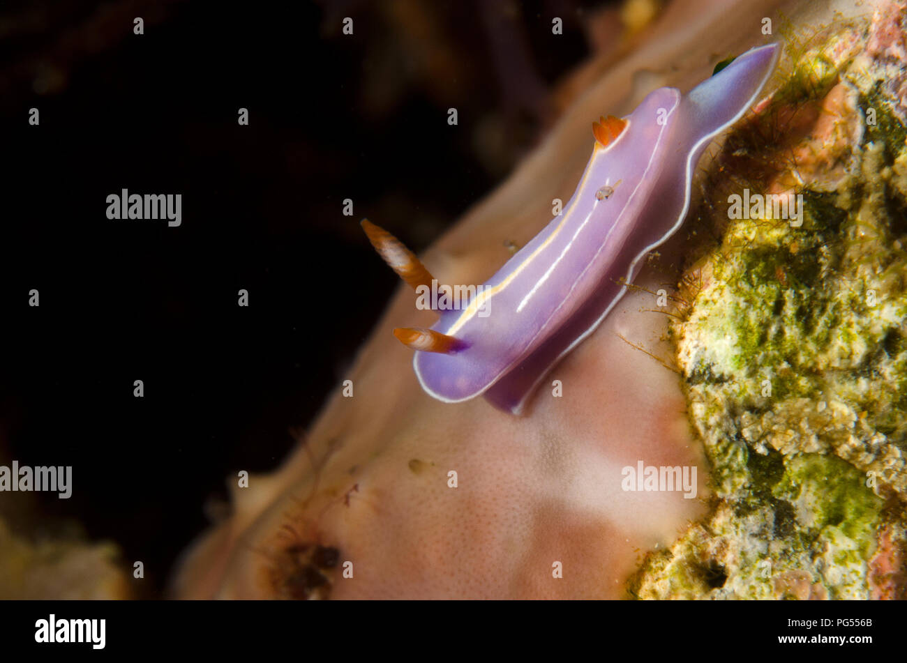 Sea Slug, Mexichromis trilineata, Chromodoriidae, Anilao, Batangas ...