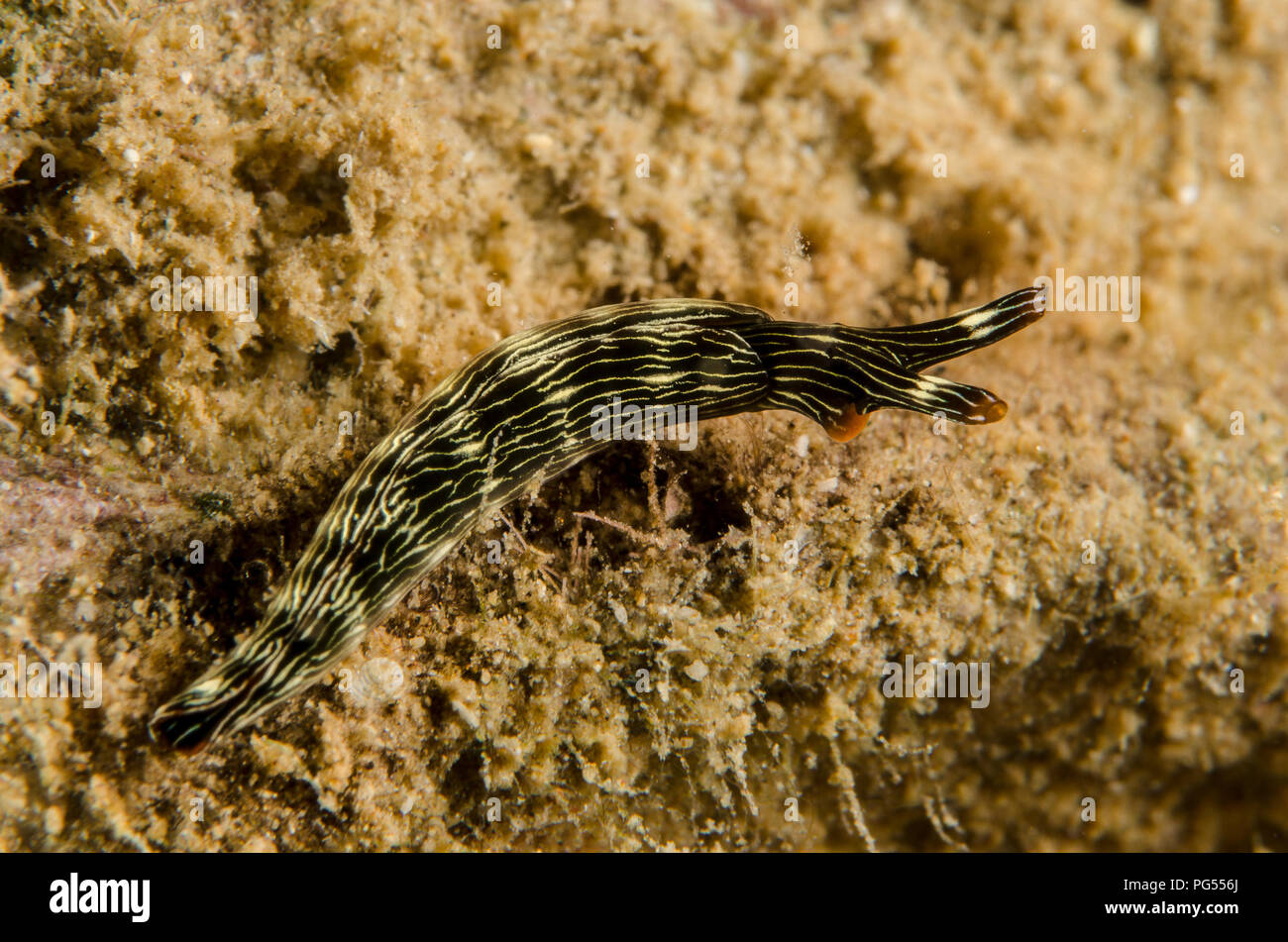 Sea Slug, Thuridilla gracilis, Plakobranchidae, Anilao, Batangas ...