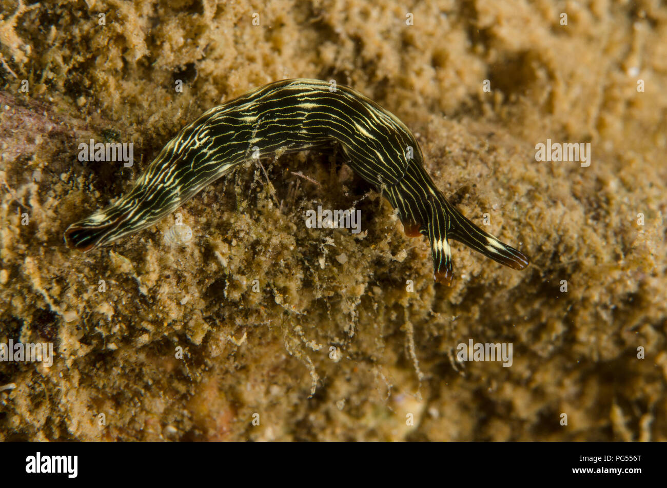 Sea Slug, Thuridilla gracilis, Plakobranchidae, Anilao, Batangas ...