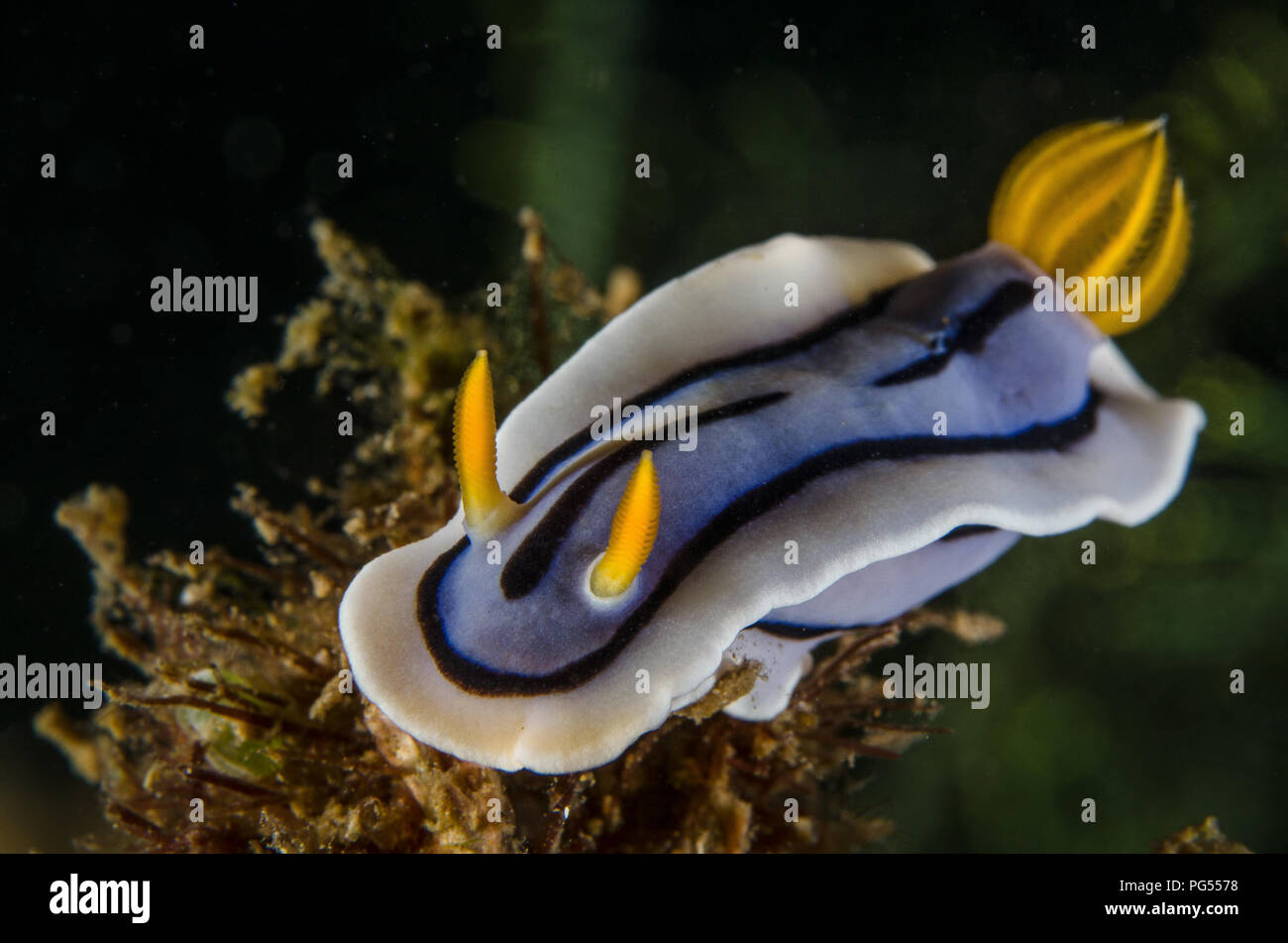 Sea Slug, Chromodoris lochi, Chromodorididae, Anilao, Batangas ...