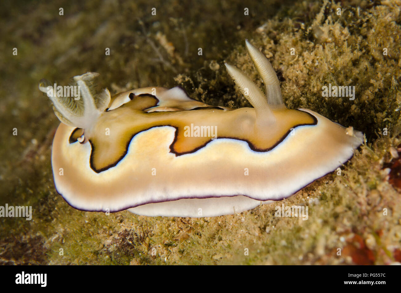 Sea Slug, Goniobranchus coi, Chromodoriidae, Anilao, Batangas ...