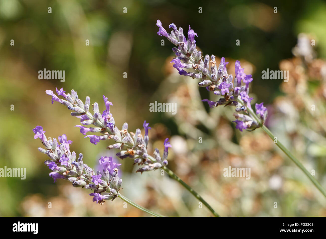 Purple lavender garden hi-res stock photography and images - Alamy
