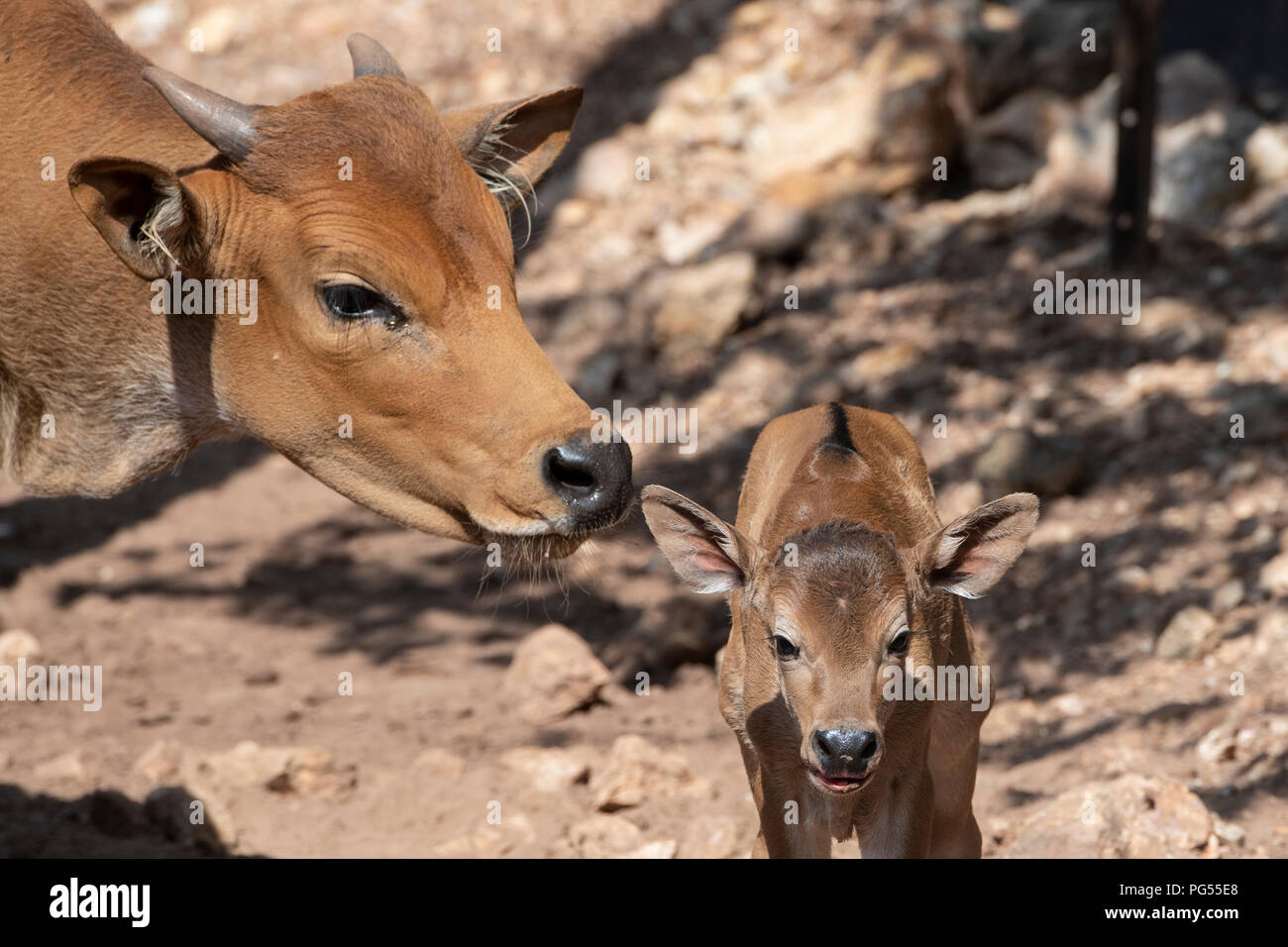 Australia, Northern Territory, Darwin, Crocodylus Park. Southeast Asia ...