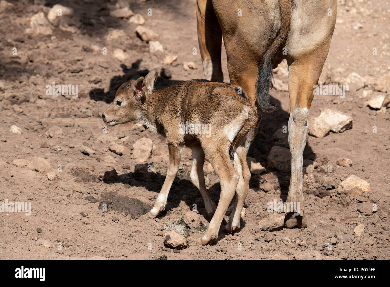 Australia, Northern Territory, Darwin, Crocodylus Park. Southeast Asia ...