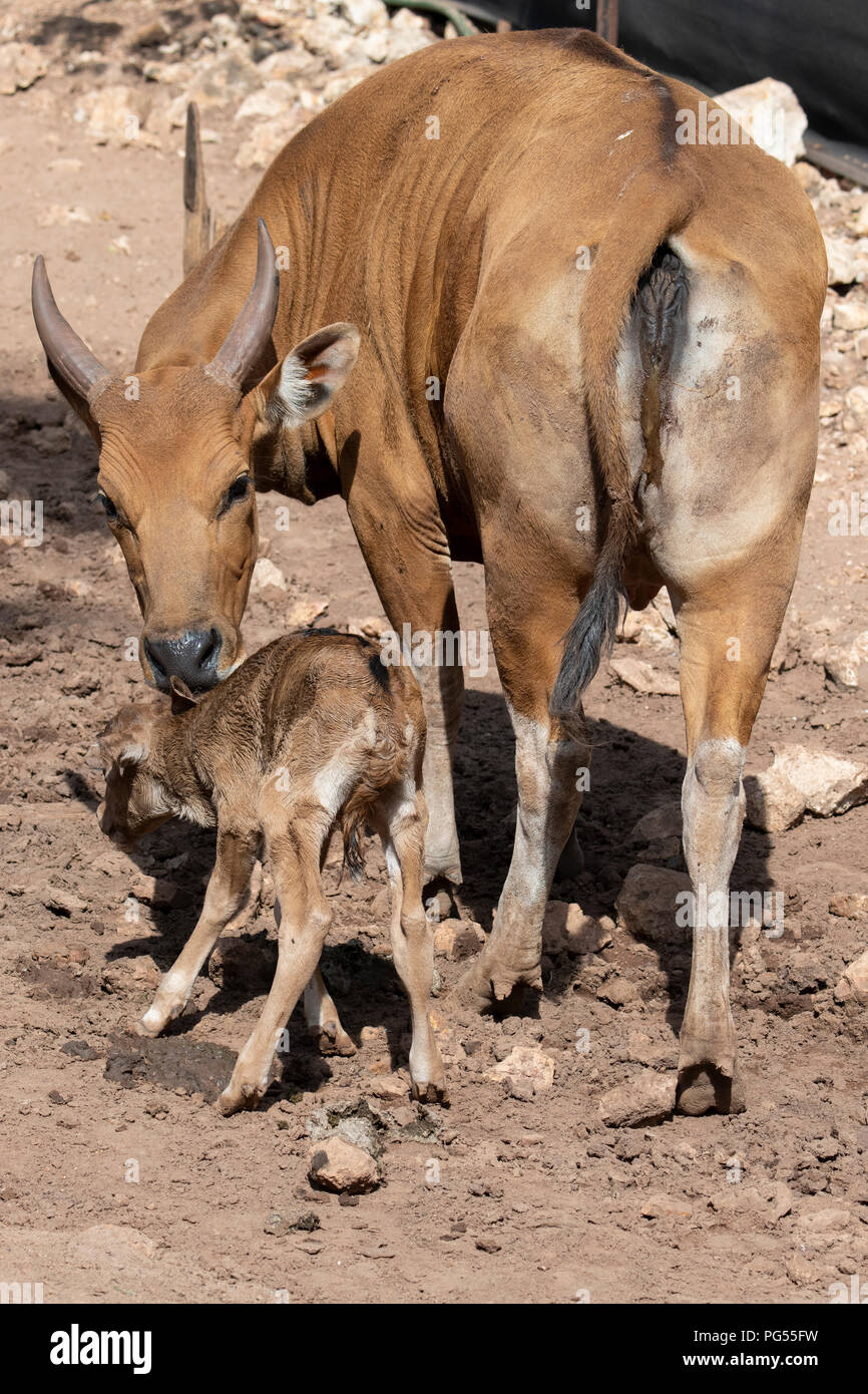 Australia, Northern Territory, Darwin, Crocodylus Park. Southeast Asia ...