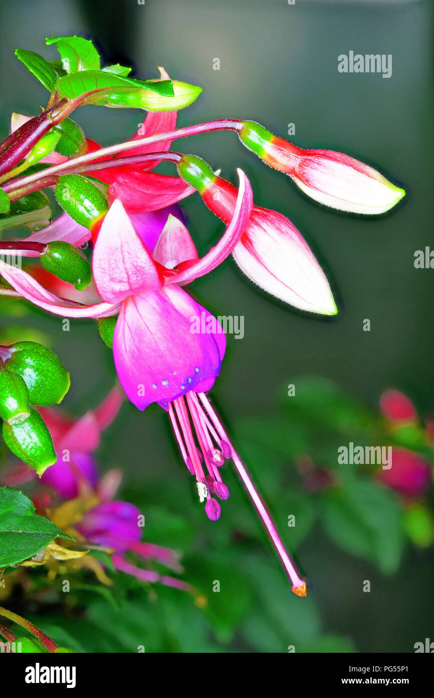 Hanging calyx hi-res stock photography and images - Alamy