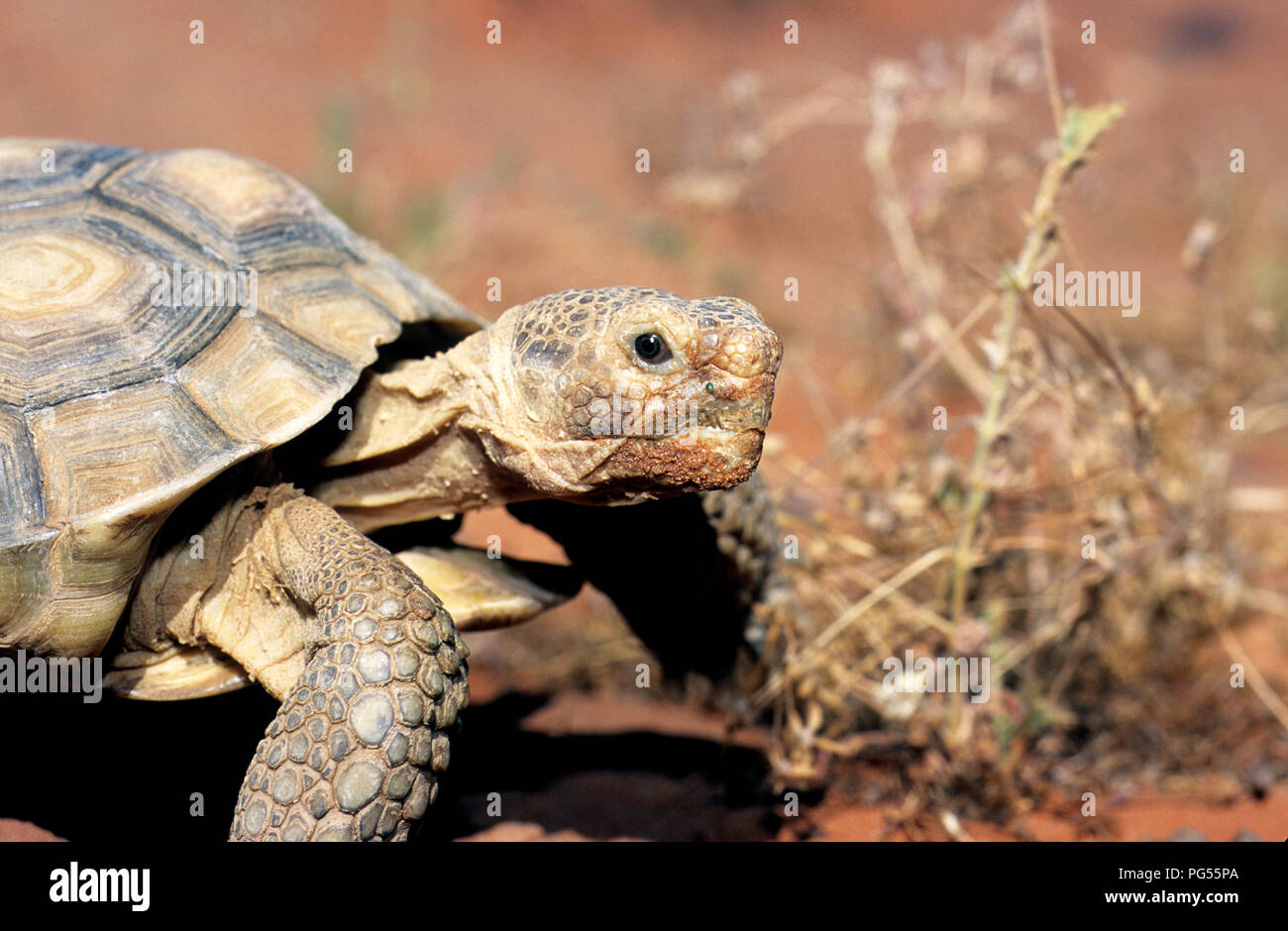 Desert tortoise (Gopherus agassizii) at Red Cliffs Desert Reserve in SW ...