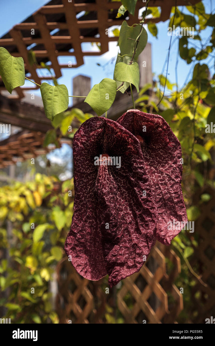 Dutchmans pipe flower hi-res stock photography and images - Alamy