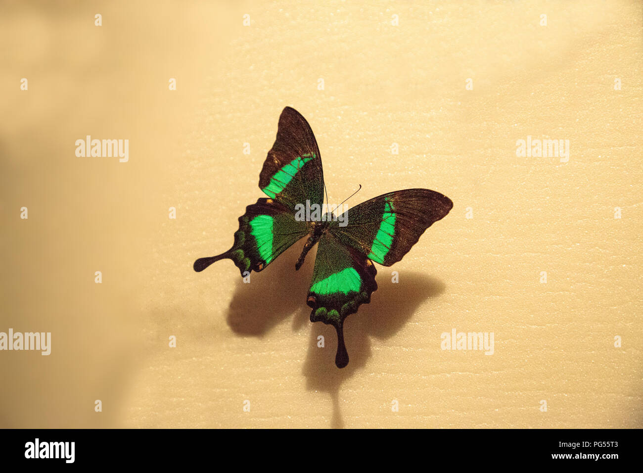 Emerald swallowtail butterfly Papilio palinurus pinned to a display ...
