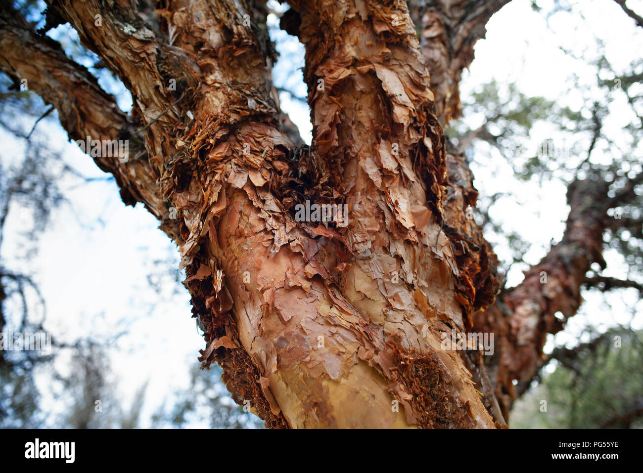 Polylepis rugulosa hi-res stock photography and images - Alamy