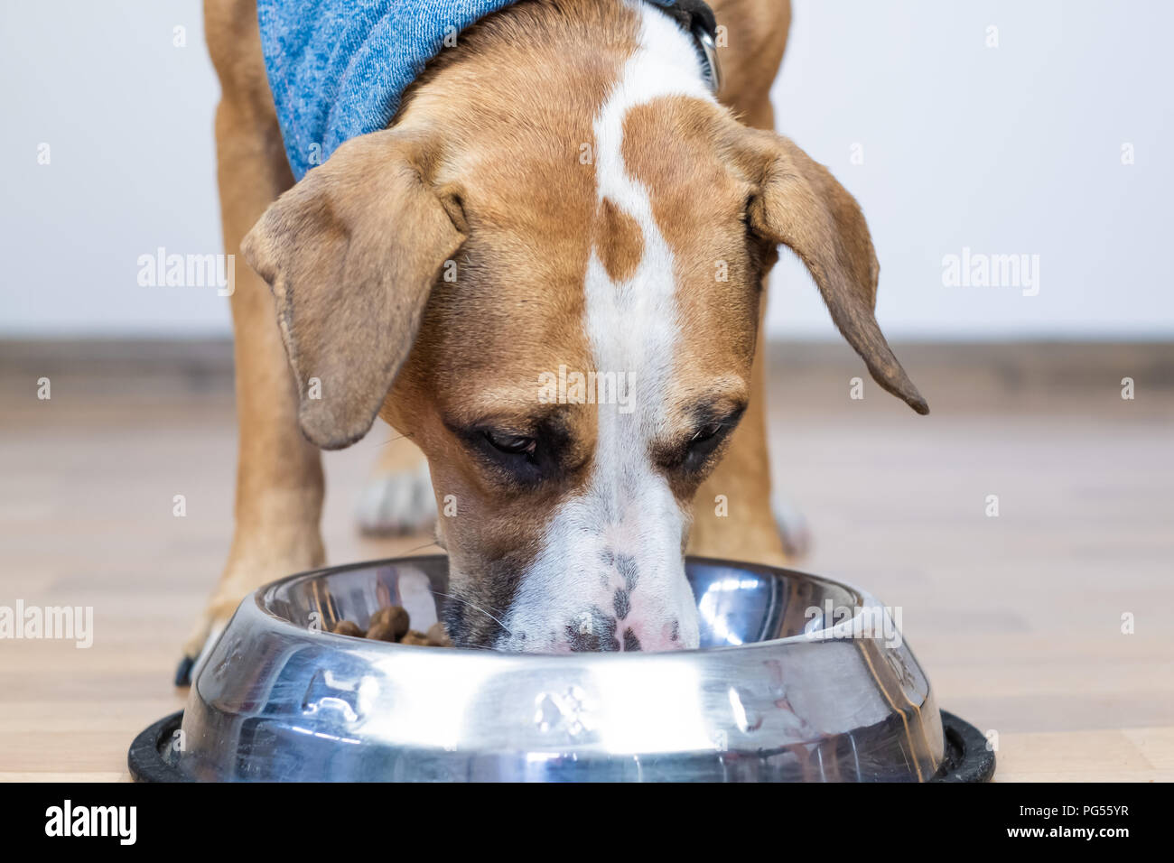 Dog eating food from its bowl indoors. Cute young staffordshire terrier ...