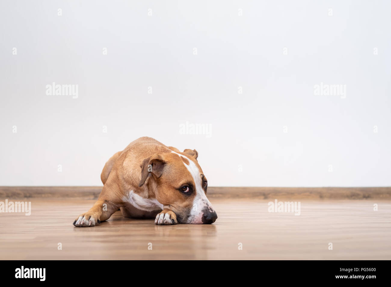 Empty dog house hi-res stock photography and images - Alamy
