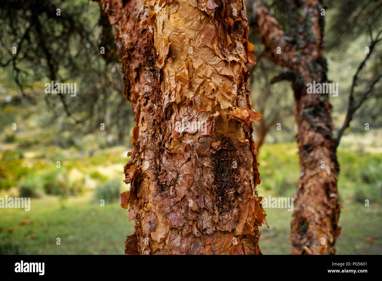 Polylepis rugulosa hi-res stock photography and images - Alamy