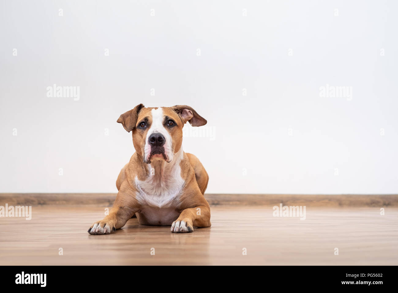 Empty dog house hi-res stock photography and images - Alamy