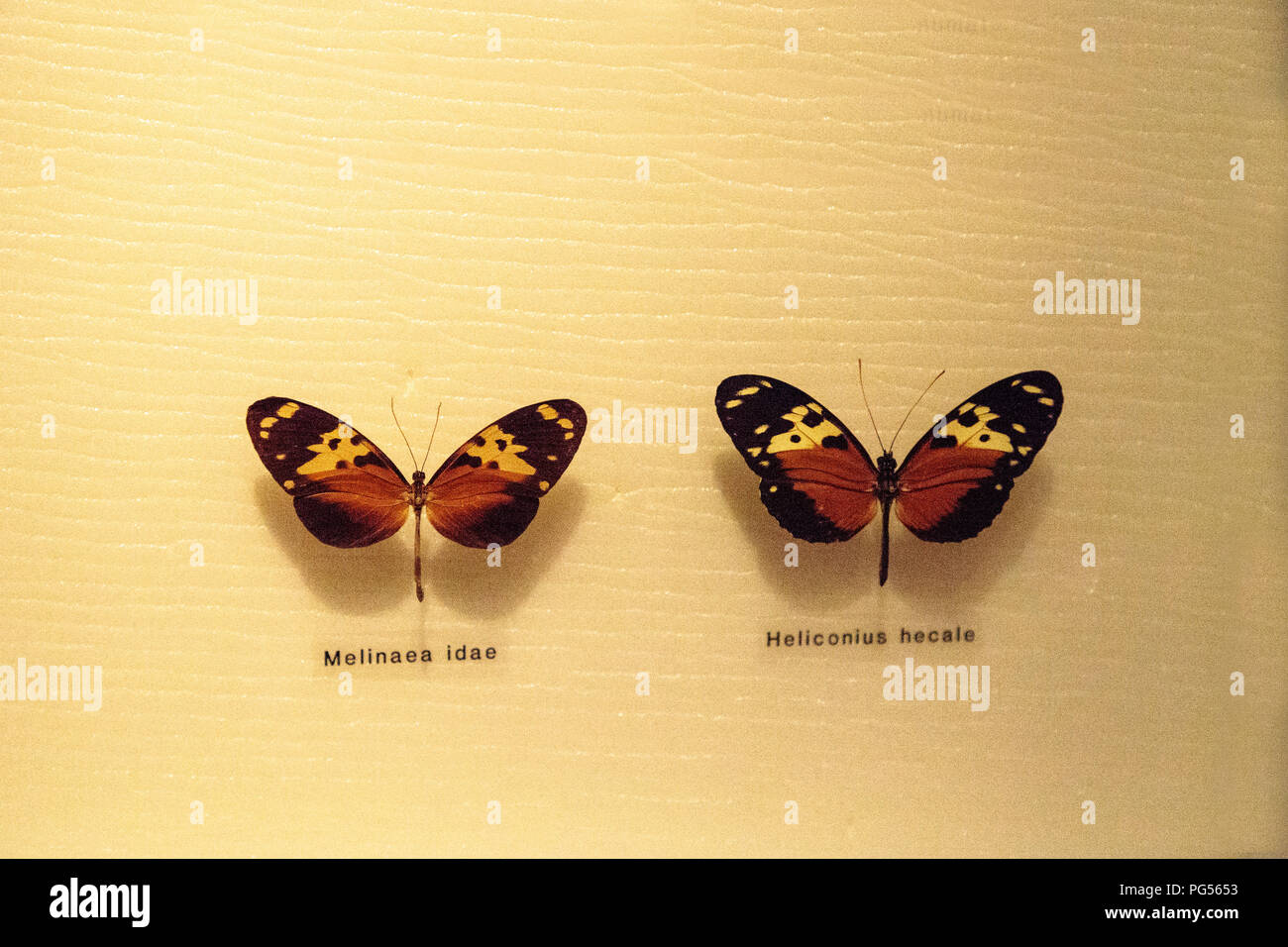 Mimicry in butterflies as seen with a comparison between Melinaea idea ...