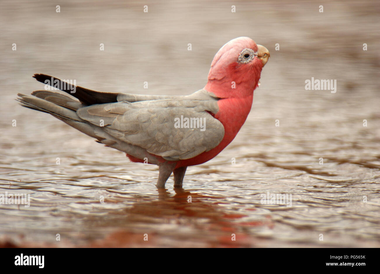 Galahs drinking in the desert hi-res stock photography and images - Alamy