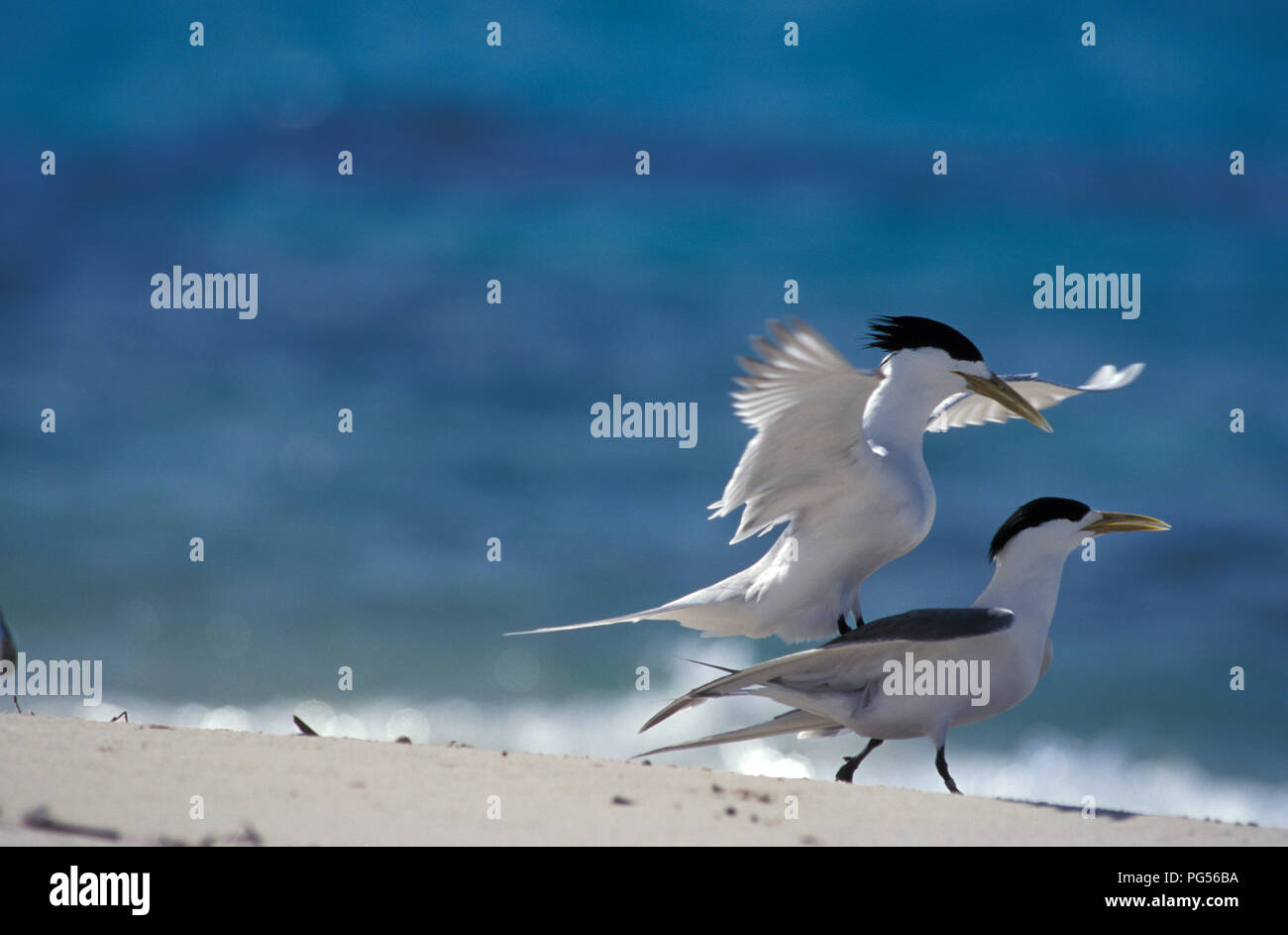 CRESTED TERN (THALASSEUS BERGII) ROTTNEST ISLAND, WESTERN AUSTRALIA ...