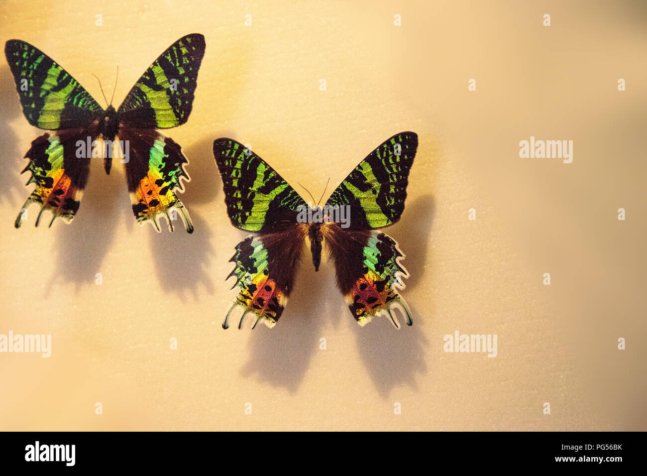 Madagascan sunset moth butterfly Urania ripheus to a display board as a ...