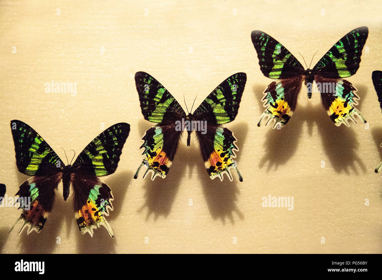Madagascan sunset moth butterfly Urania ripheus to a display board as a ...