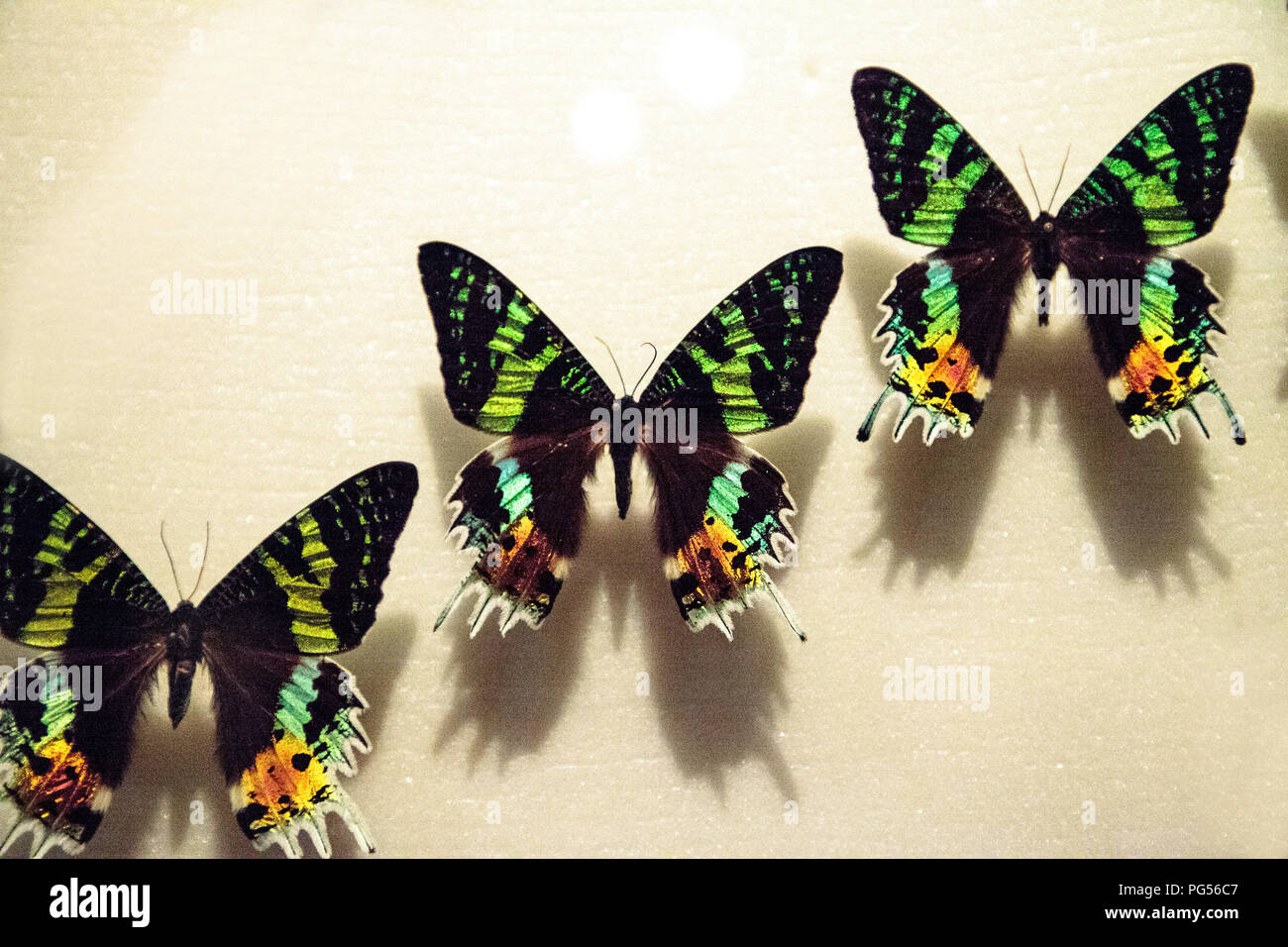 Madagascan sunset moth butterfly Urania ripheus to a display board as a ...