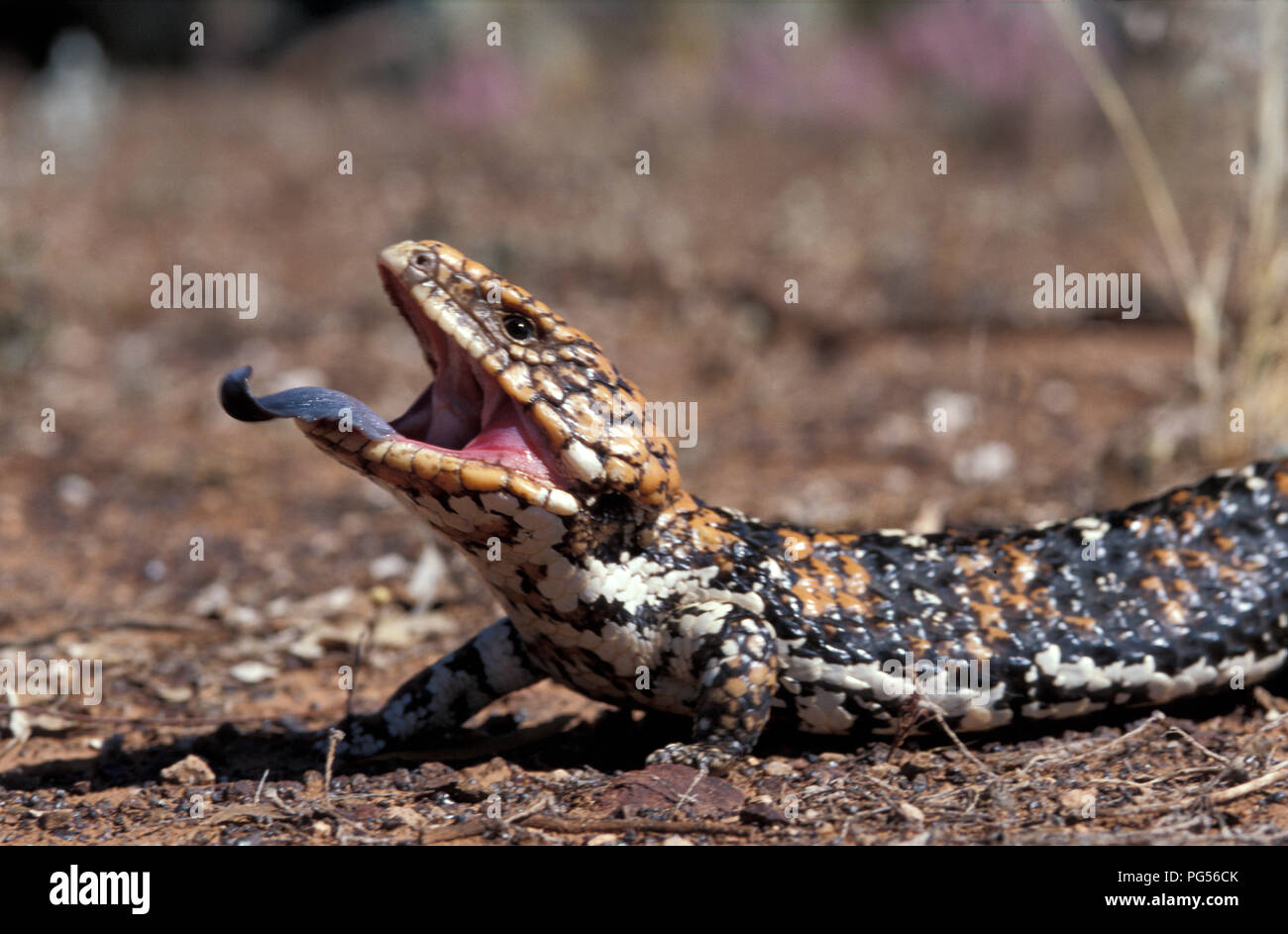 SHINGLEBACK SKINK (TILIQUA RUGOSA) GOLDFIELDS, WESTERN AUSTRALIA Stock ...