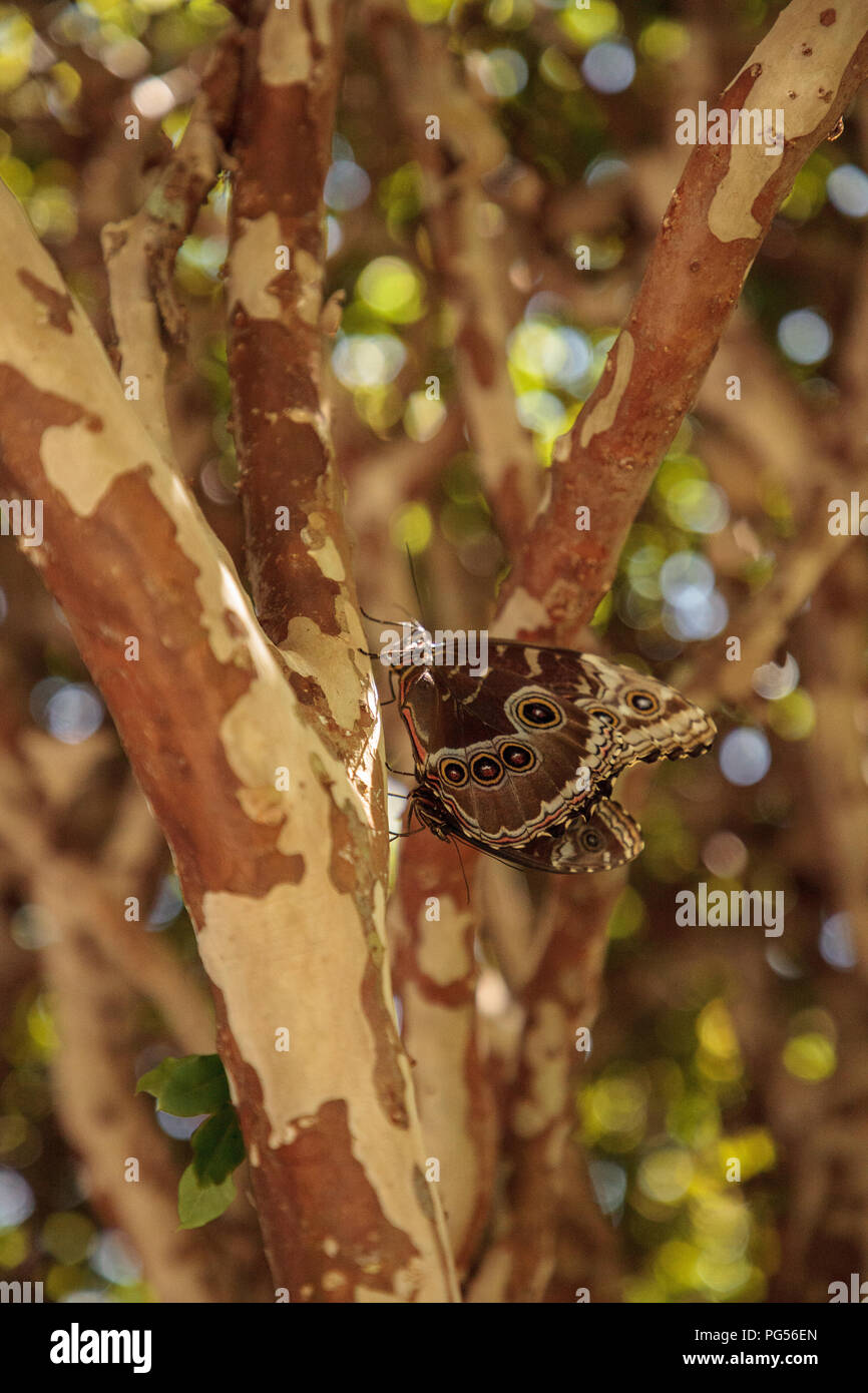 Menelaus blue morpho butterflies hi-res stock photography and images ...