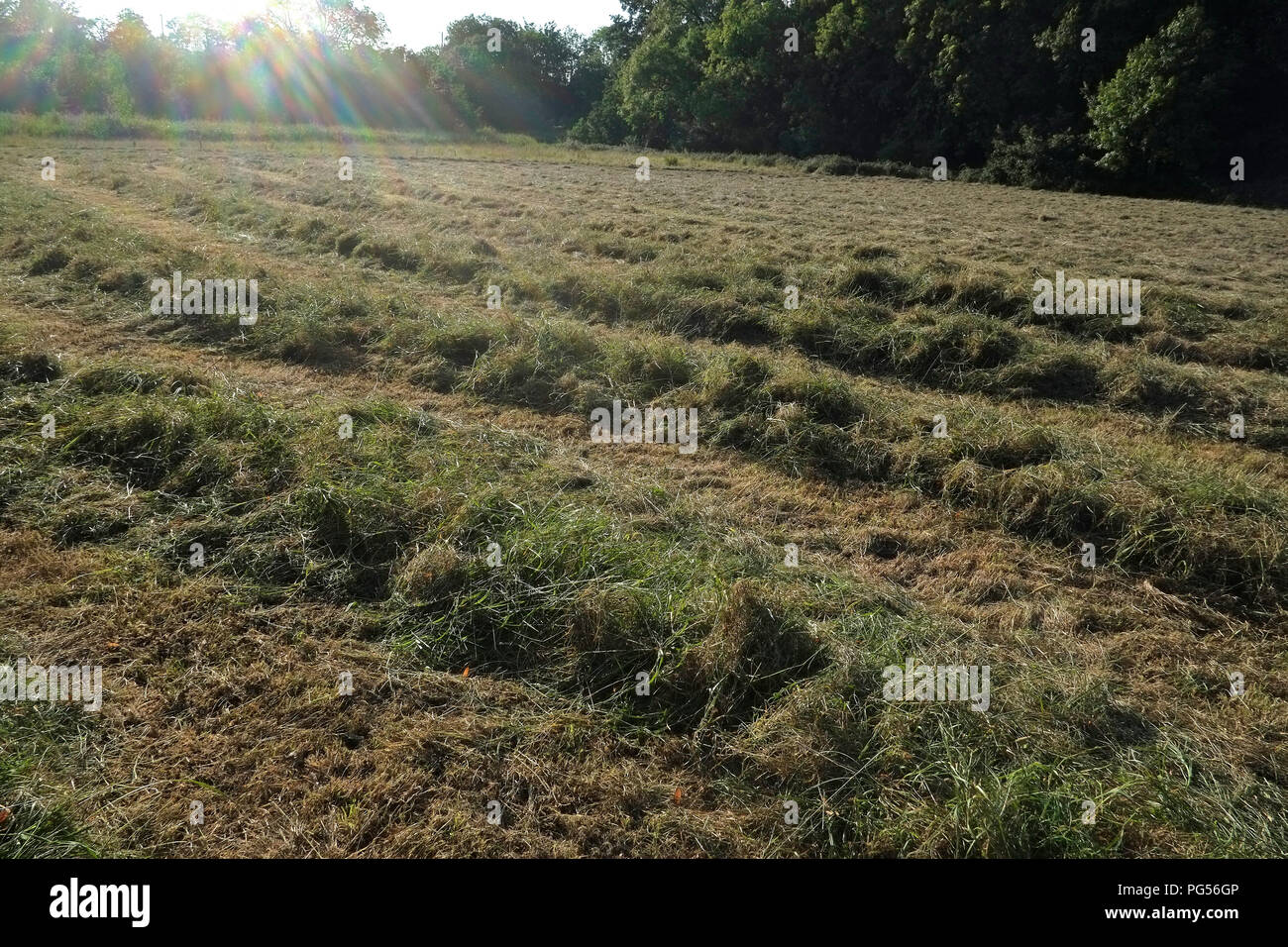 A newly mowed field of grass Stock Photo - Alamy