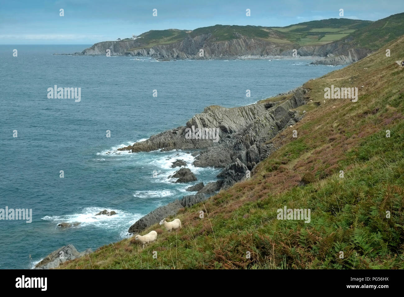 South West Coastal Path at Morte Point, Devonshire, UK Stock Photo - Alamy