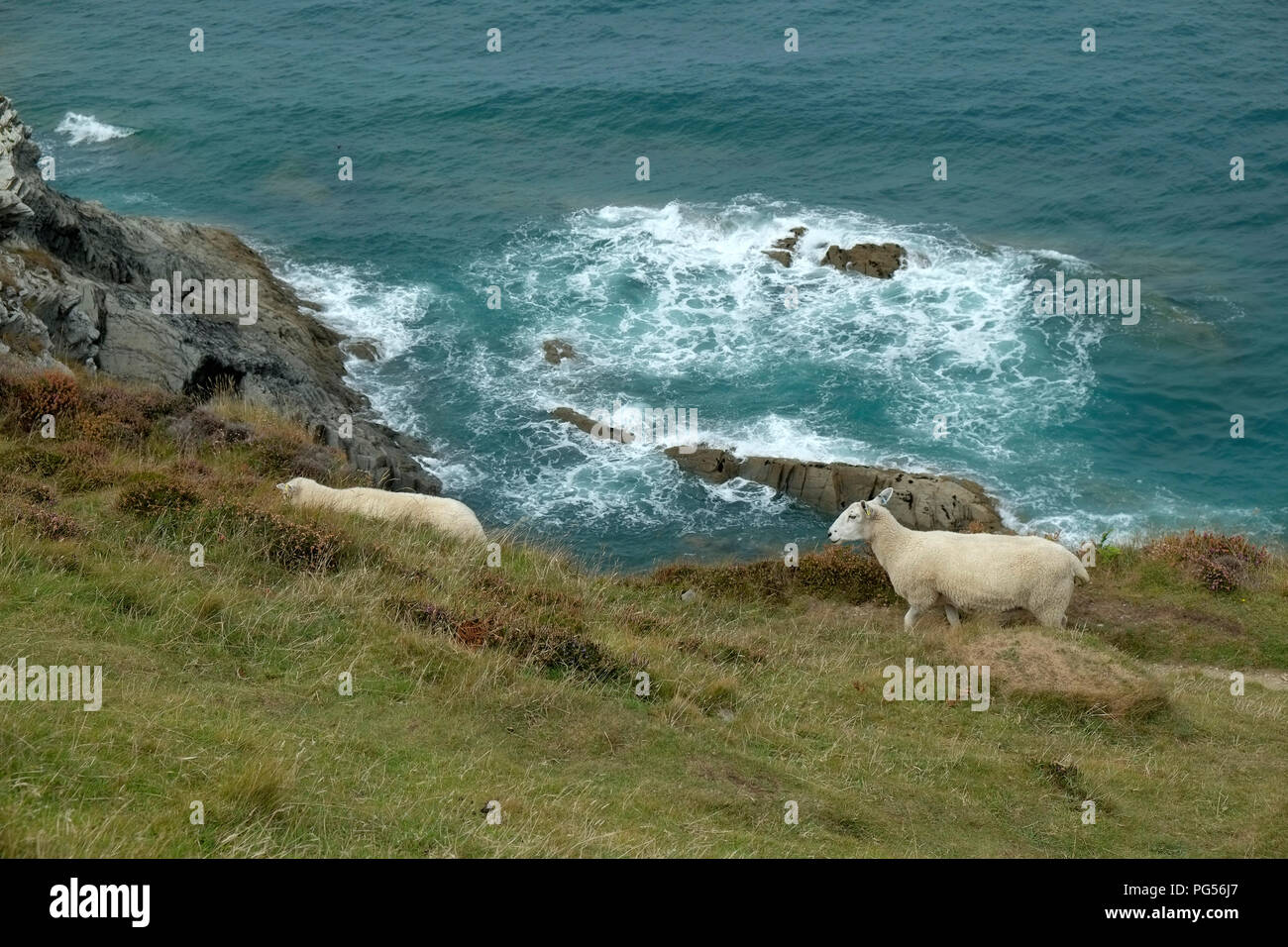 South West Coastal Path at Morte Point, Devonshire, UK Stock Photo - Alamy
