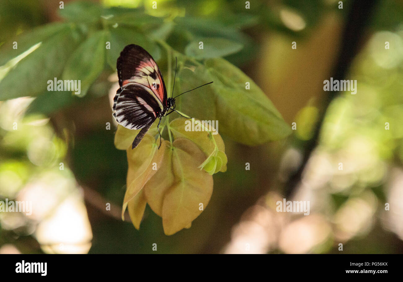 Piano key butterfly Heliconius melpomene perches on a leaf in a garden ...