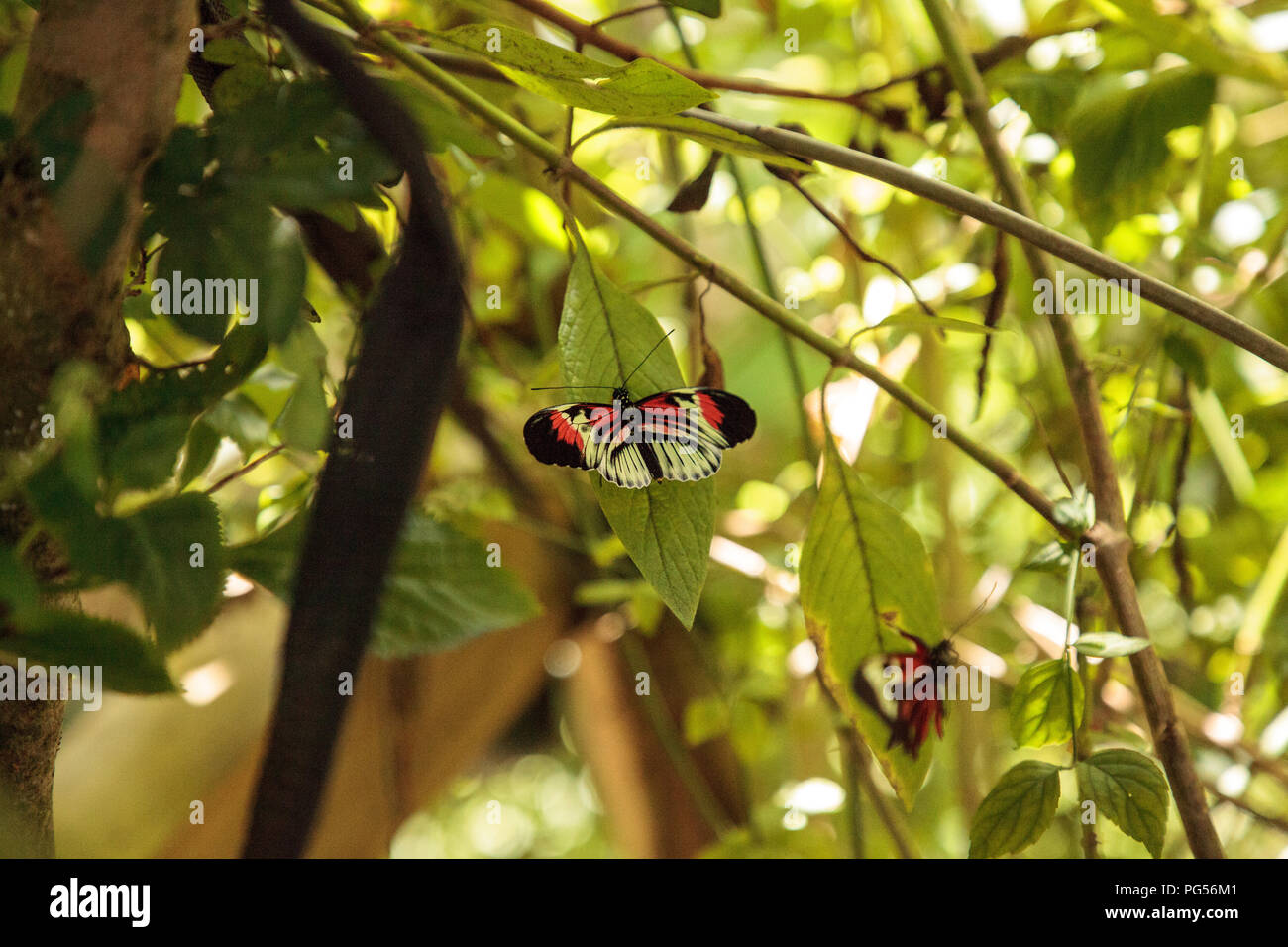 Piano key butterfly Heliconius melpomene perches on a leaf in a garden ...