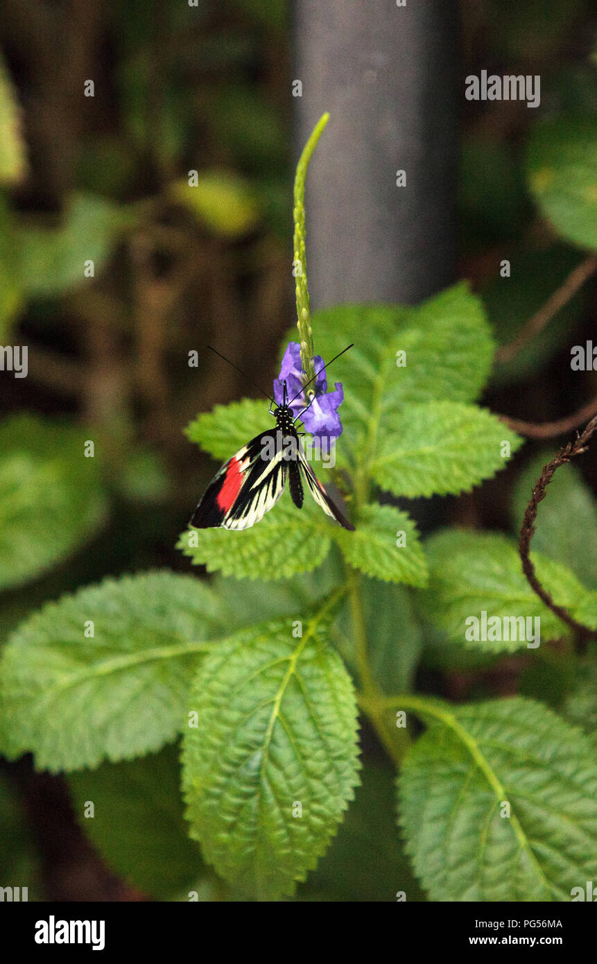 Piano key butterfly Heliconius melpomene perches on a leaf in a garden ...