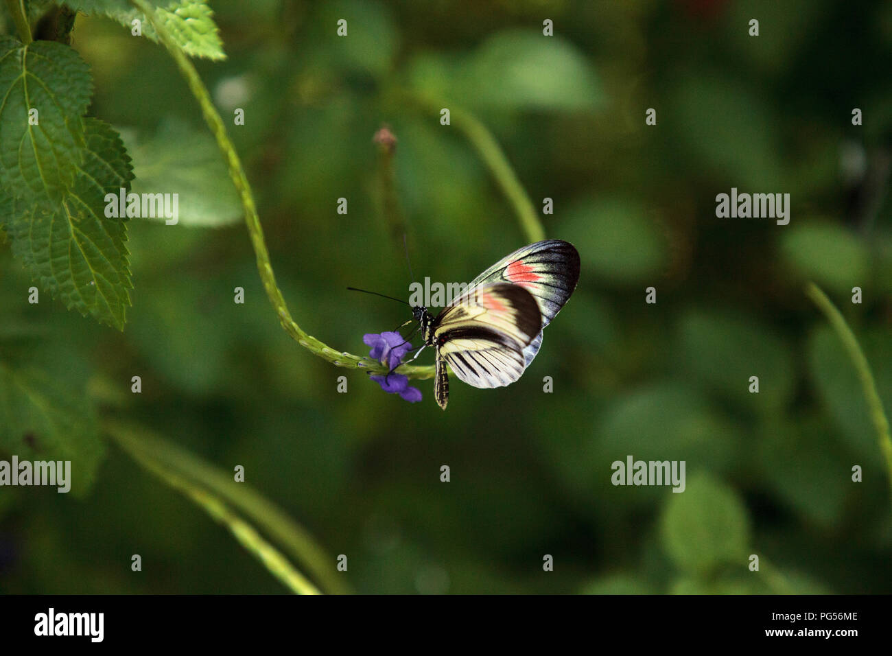 Piano key butterfly Heliconius melpomene perches on a leaf in a garden ...