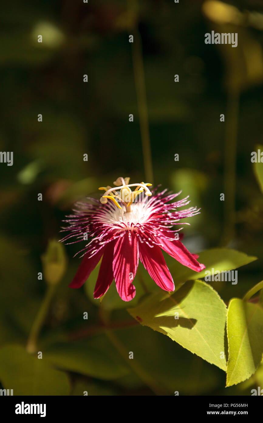Pink Scarlet flame red passionflower called Passiflora miniata blooms ...