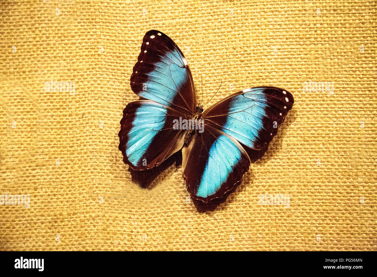 Pinned blue morpho butterfly Morpho peleides on a fabric board Stock ...