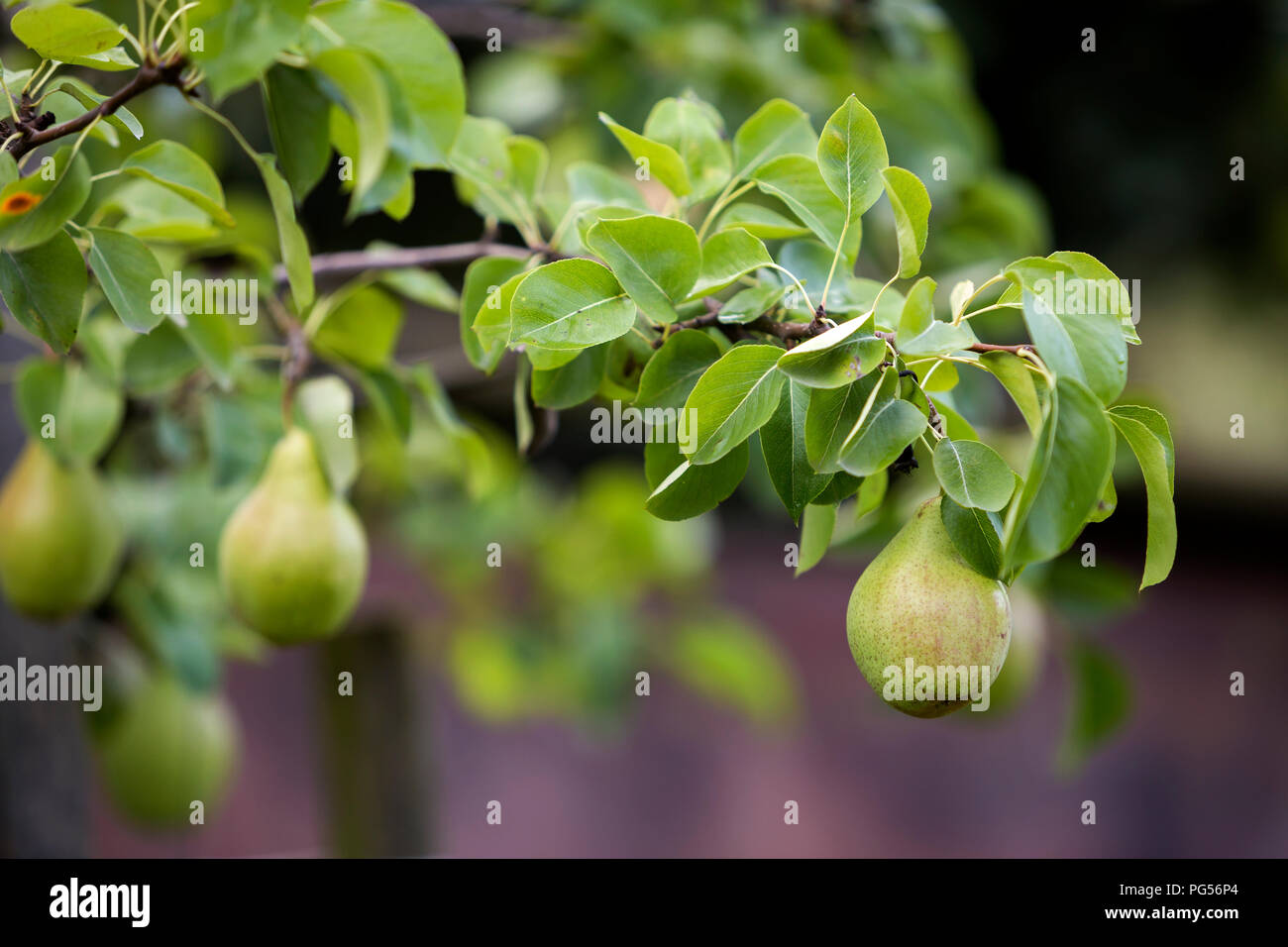 Ripe pears on tree lit hi-res stock photography and images - Alamy