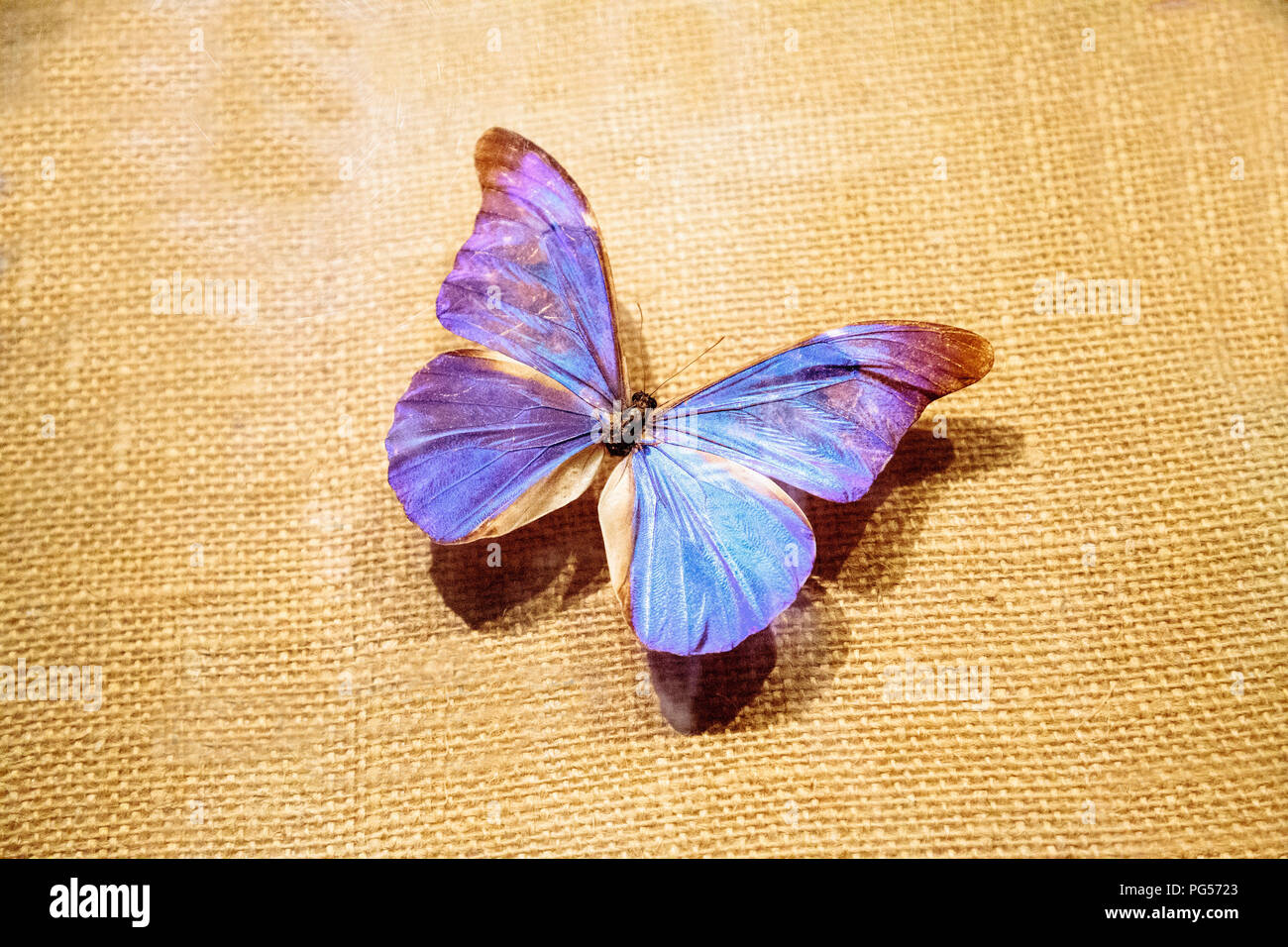 Rhetenor blue morpho butterfly Morpho rhetenor rhetenor pinned to a ...