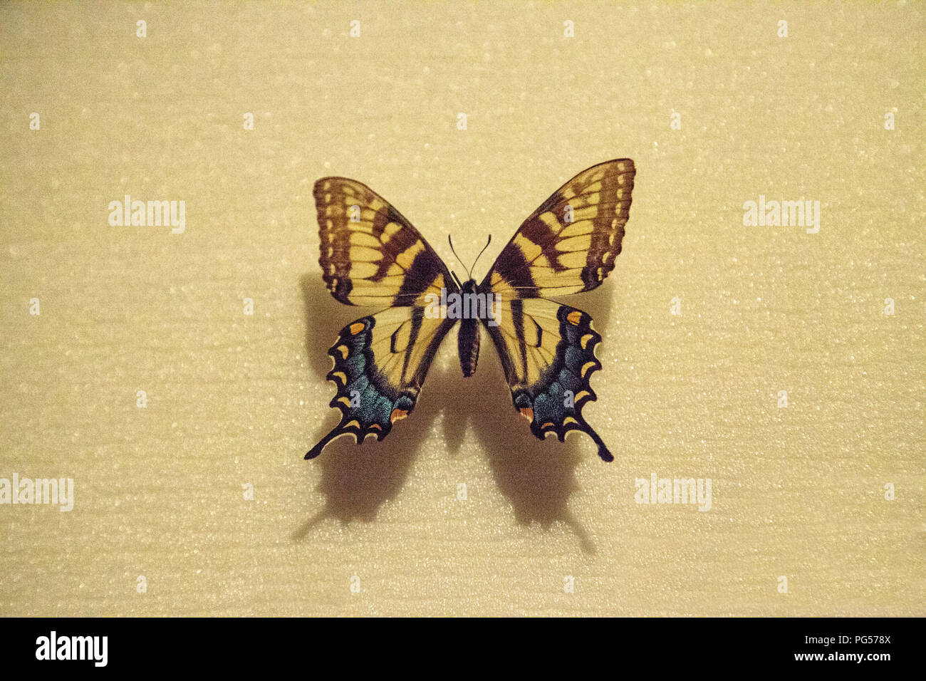 Tiger swallowtail butterfly Papilio glaucus pinned to a display board ...