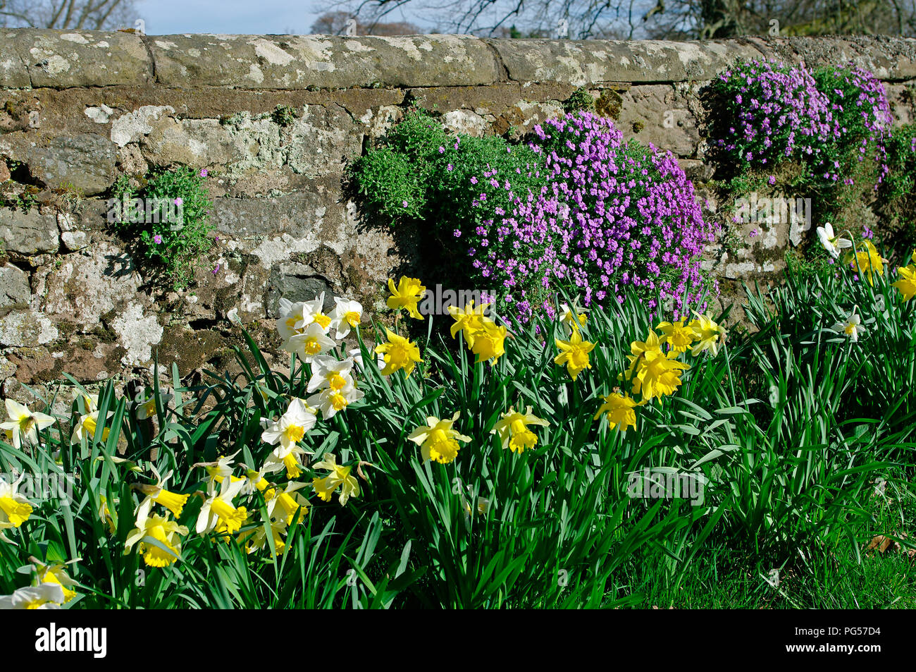 Purple roadside flowers hi-res stock photography and images - Alamy