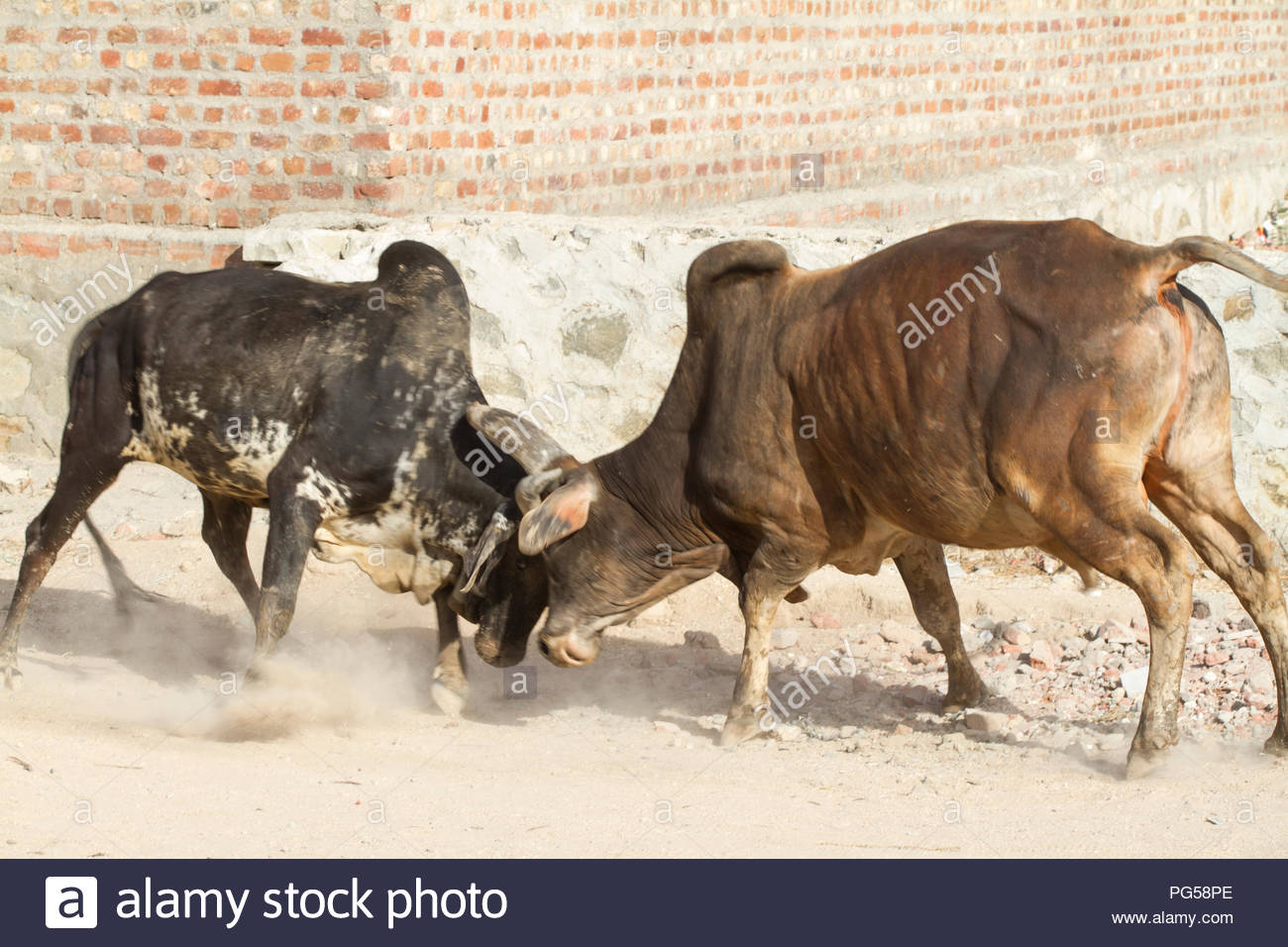 Angry Animal Bull High Resolution Stock Photography and Images - Alamy
