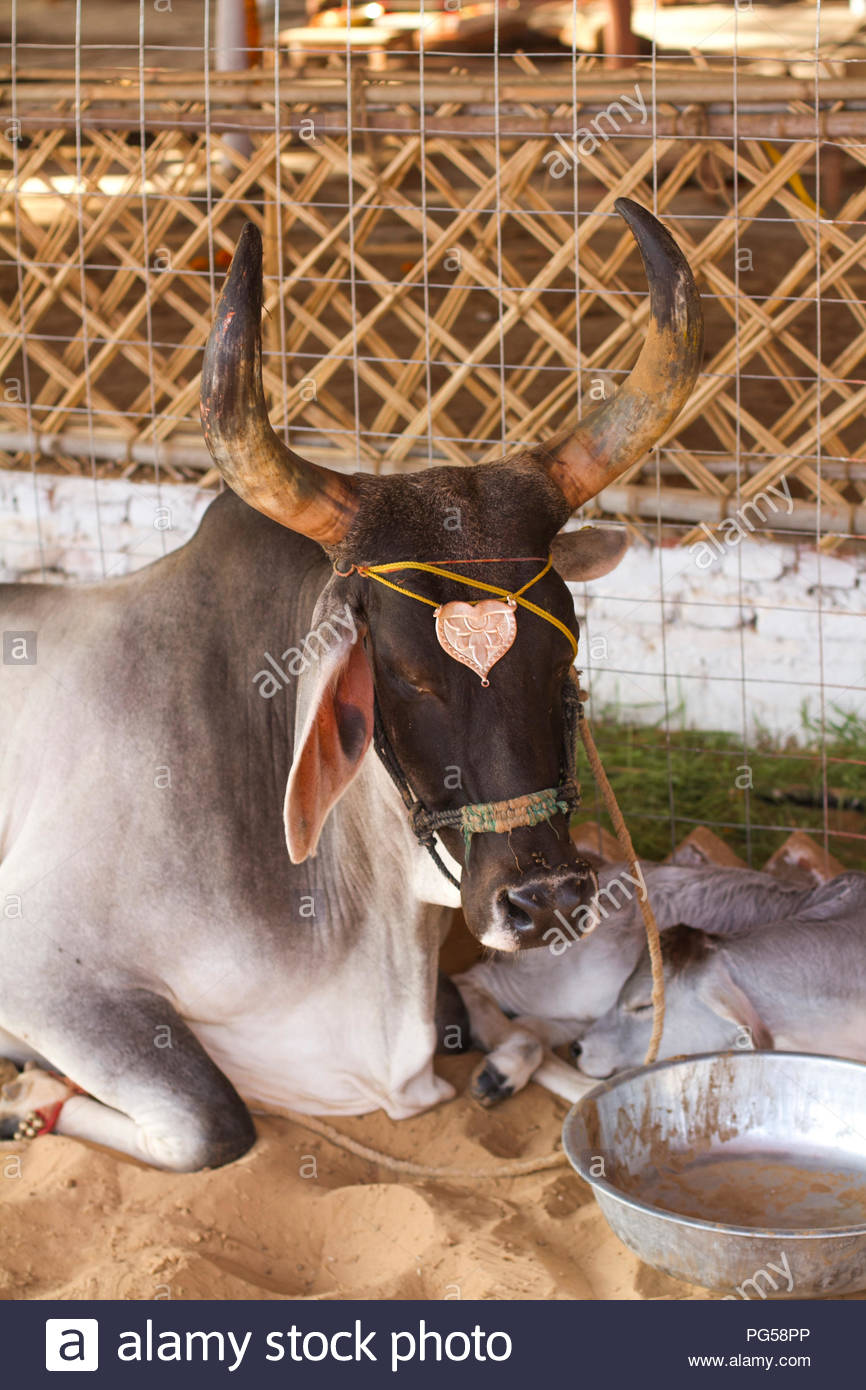 Indian Farm Animals Stock Photos & Indian Farm Animals Stock Images - Alamy